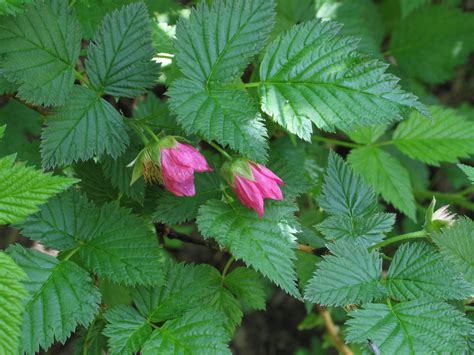 Salmon Berry Salmonberry Rubus Spectabilis Sejahtera Seeds And Bulbs
