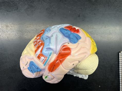 Brain Functional Areas Diagram Quizlet