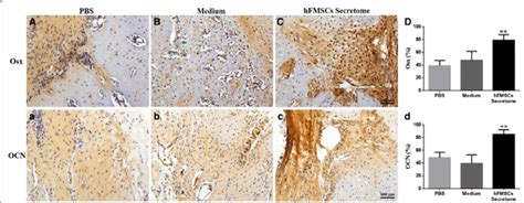 immunohistochemical analysis of the percentages of osx and ocn positive