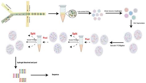 一种单细胞全基因组测序建库方法