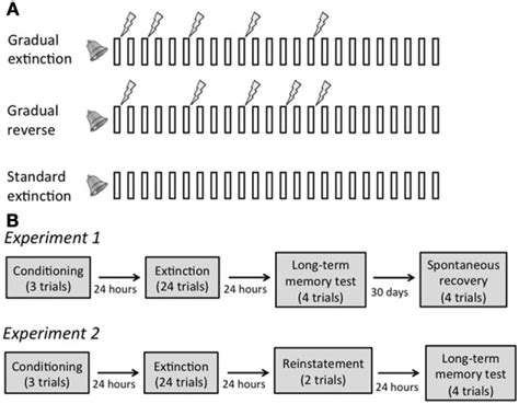 A Schematic Of The Extinction Phase In Each Extinction Condition
