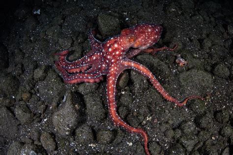 22 Incredible Types Of Octopus Names Photos And Interesting Facts Outforia
