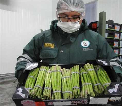Informaciones Agronomicas Perú Inició Exportación De Espárragos
