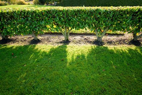 Fence With Trees And Shrubs Landscaping Along The Fence Ideas Smxc