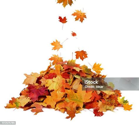 흰색 배경에 고립 된 단풍의 더미 다른 단풍 나무 마른 잎의 힙 가을 시즌에 빨강과 컬러풀한 단풍 가을 단풍에 대한 스톡 사진 및 기타 이미지 Istock