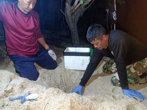 เต่าแม่เพรียง ขึ้นวางไข่ต่อเนื่องบนเกาะทะลุ เกือบร้อยฟอง