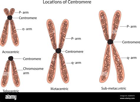 Detailed Structure Of Chromosome With Diagram Vecteur Stock