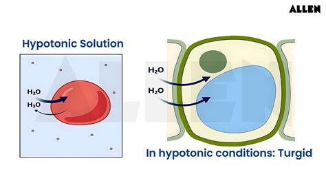 Hypotonic Solution Definition Example And Faqs