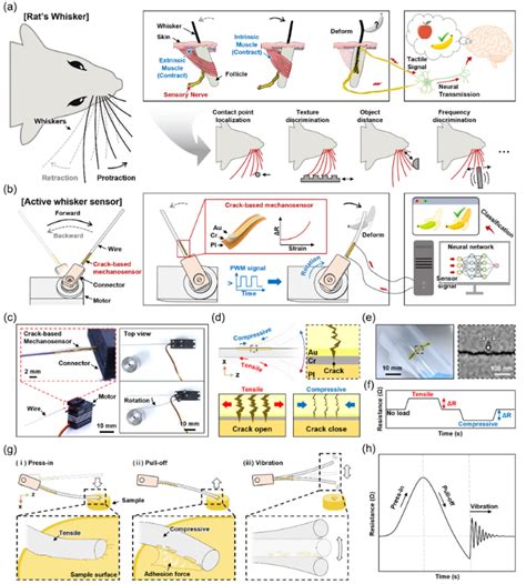 Active Whisker Inspired Food Material Surface Property Measurement Using Deep Learned