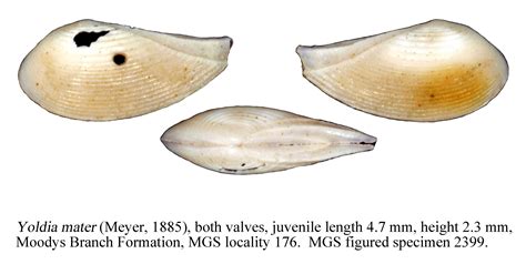 Bivalvia Surface Geology Environmental Geology Ms Deq Geology