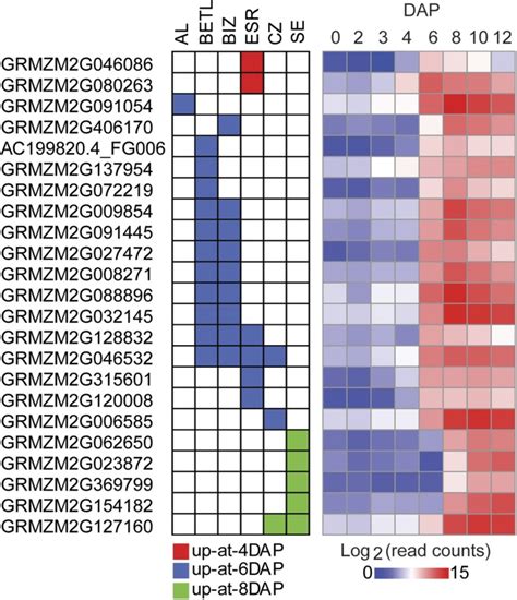 Temporal Patterns Of Gene Expression In Developing Maize Endosperm Identified Through