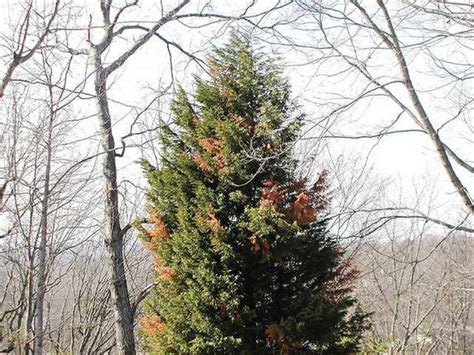 England Bot Canker Can Plague Leyland Cypress Trees Gainesville Times