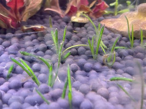 Clear Algae Like Film Everywhere What Is It Raquariums