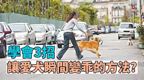 3分鐘讓狗狗不亂叫讓愛犬瞬間變乖的方法 Youtube