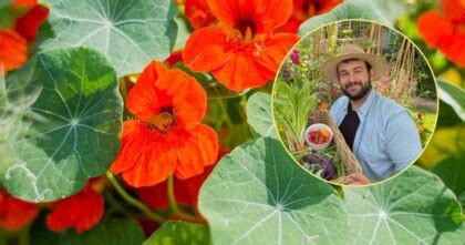 Comment protéger vos plantes du pythium le guide ultime de prévention et de contrôle