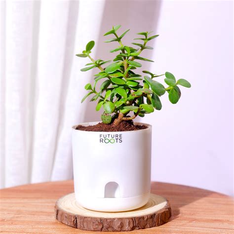 Jade Plant Feng Shui Money Attracting Succulent Plant Online 4 Inch