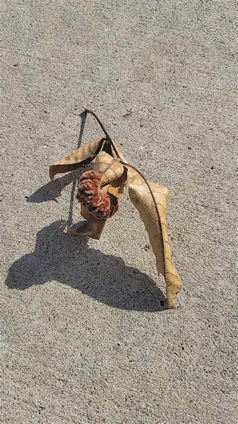 Trying Out Ollas For My Annuals This Fall Despite Using 110th The