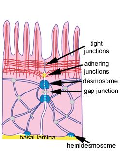 Epithelia The Histology Guide