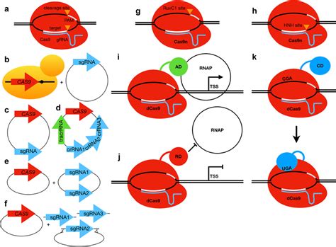 Using Crisprcas For Genome Editing A Schematic Showing How Cas9 Grna Download Scientific
