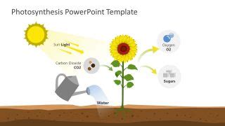 Photosynthesis PowerPoint Template SlideModel
