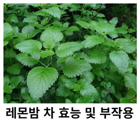 레몬밤 차 효능 및 부작용