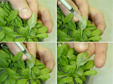 The Arabidopsis Thaliana Pseudomonas Syringae Interaction