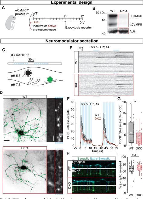 Figure 1 From Camkii Controls Neuromodulation Via Neuropeptide Gene Expression And Axonal