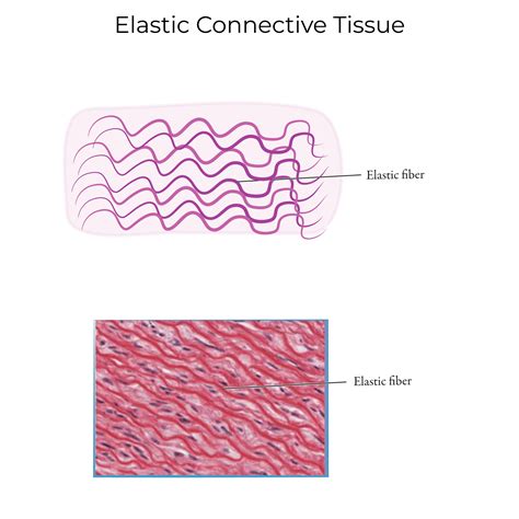 Histology Glossary Connective Tissue Proper Ditki Medical And Biological Sciences Histology Glossary Connective Tissue Proper Ditki Medical And Biological Sciences