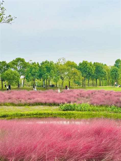 “粉色浪漫”已上线申城！粉黛乱子草这些地方可打卡→——上海热线hot频道