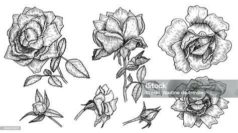 꽃 세트 그림 선형 손으로 그린 장미 흑백 스케치 스타일의 봄 장미의 식물 그림 청첩장 및 엽서 벡터 일러스트 레이 션의 디자인 개체 그룹에 대한 스톡 벡터 아트 및 기타