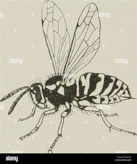 Insects Their Ways And Means Of Living Insects Fig 133 Wasps Or