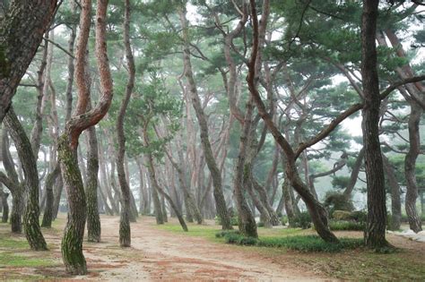 제천 의림지 명품 소나무 대 잇는다후계목 600주 이식 파이낸셜뉴스