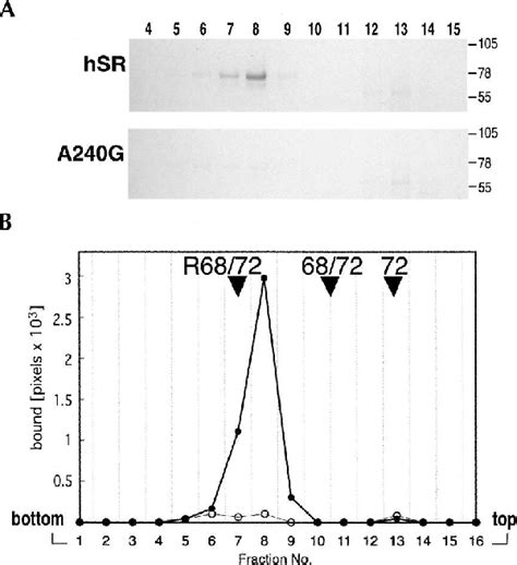 Figure 5 From The 5e Motif Of Eukaryotic Signal Recognition Particle