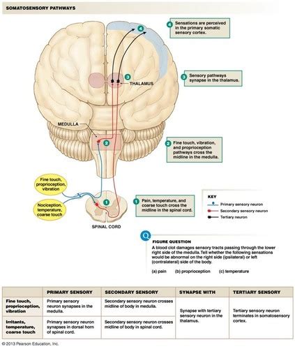 physiology ch 10 sensory flashcards quizlet