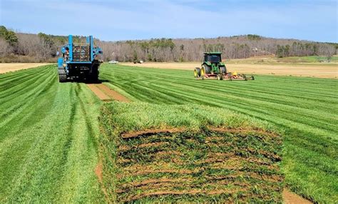 15 Common Sod Installation Mistakes And How To Avoid Them For A Healthier Lawn