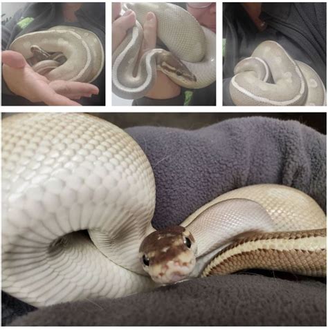 Misty Is A Purple Passion Morph Ball Python And We Think Shes Pretty