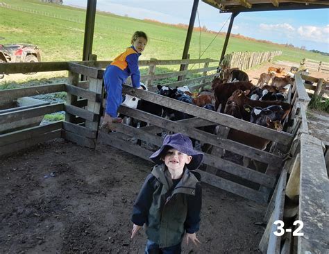 Class 3 Nz Milking Shorthorn Association