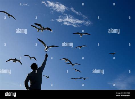 A Man Feeds Seagulls On The Shore Of A Beach In La Guaira Venezuela