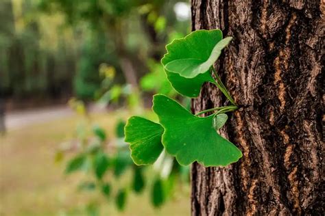 فواید و عوارض جینکو بیلوبا Ginkgo Biloba بدن خوبا