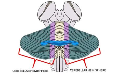 Cerebellum An Overview Sciencedirect Topics 50 Off
