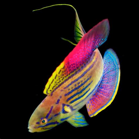 Super Male Madagascar Flasher Wrasse Candy Corals