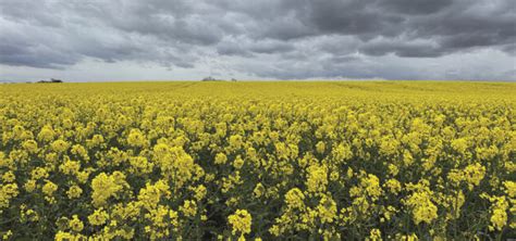 How To Fight Back Against Cabbage Stem Flea Beetle Anglia Farmer Magazine