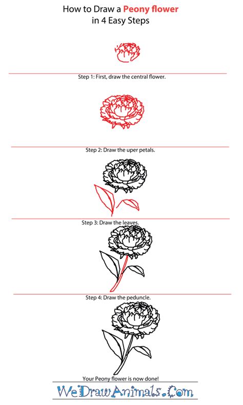 How To Draw A Flower Step By Step Image Guides