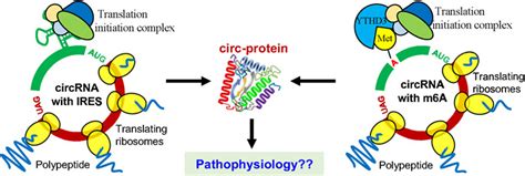 Talking In Circles About RNA But Making Progress Nonetheless WIREs RNA