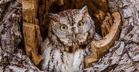 Eastern Screech Owl Audubon Field Guide