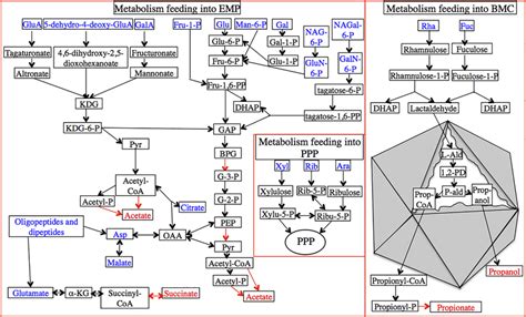 Metabolic Reconstruction Deduced From Latescbacteria Sags” Metabolism Download Scientific