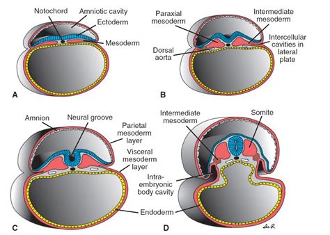 Matembriologia Ectodermo Mesodermo Y Endodermo