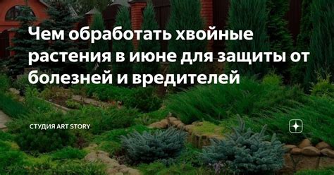 Чем обработать хвойные растения в июне для защиты от болезней и вредителей Студия Art Story Дзен