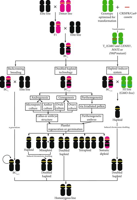 Schematic Representation Of Three Possible Methods For Producing Purely Download Scientific