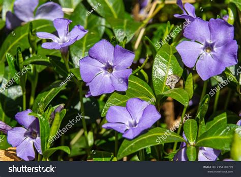 Vinca Minor Leaves